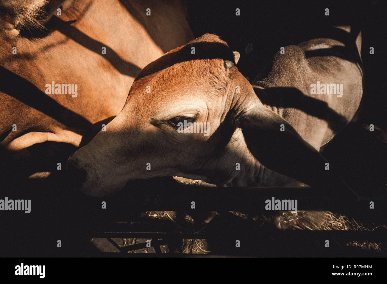 Head of cow walking,Thailand Stock Photo - Alamy