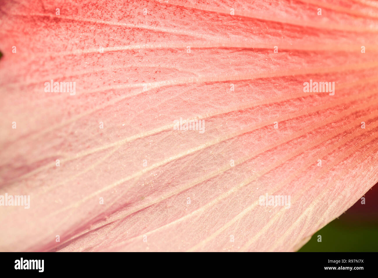 Coral flower's petal. Concept of Color 2019 Stock Photo - Alamy