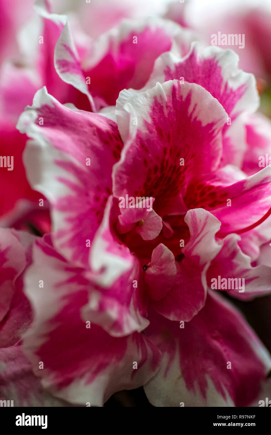 Evergreen japanese azalea hi-res stock photography and images - Alamy