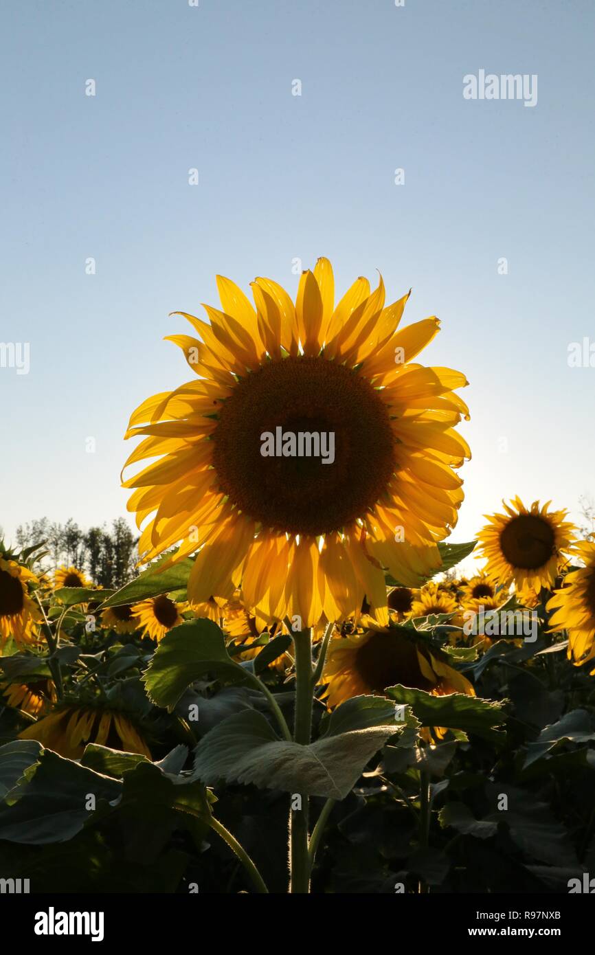 Sunflower in bloom Stock Photo - Alamy