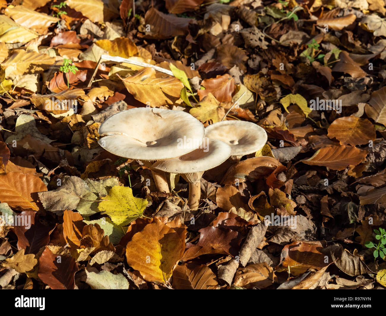Common fungi hi-res stock photography and images - Alamy