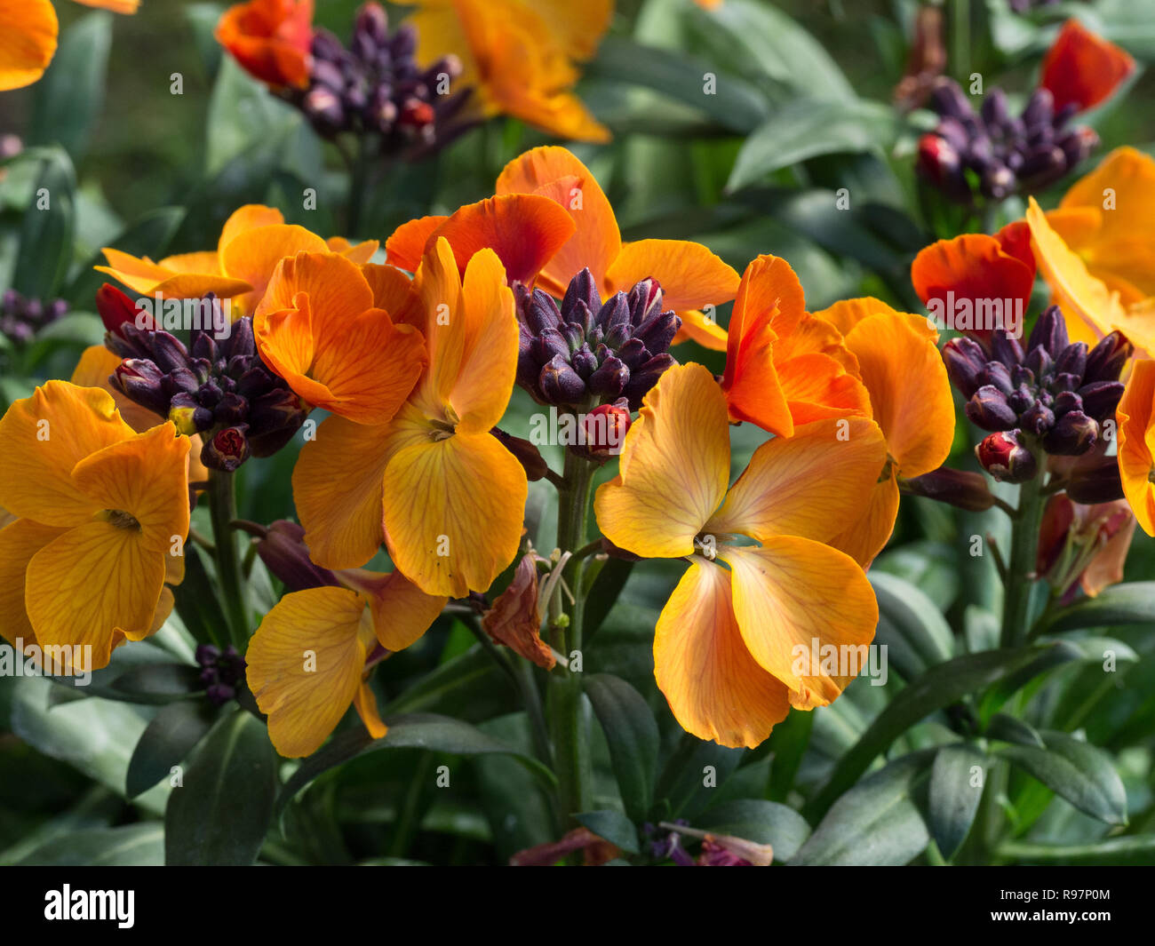 Perennial wallflower rysi copper hi-res stock photography and images ...