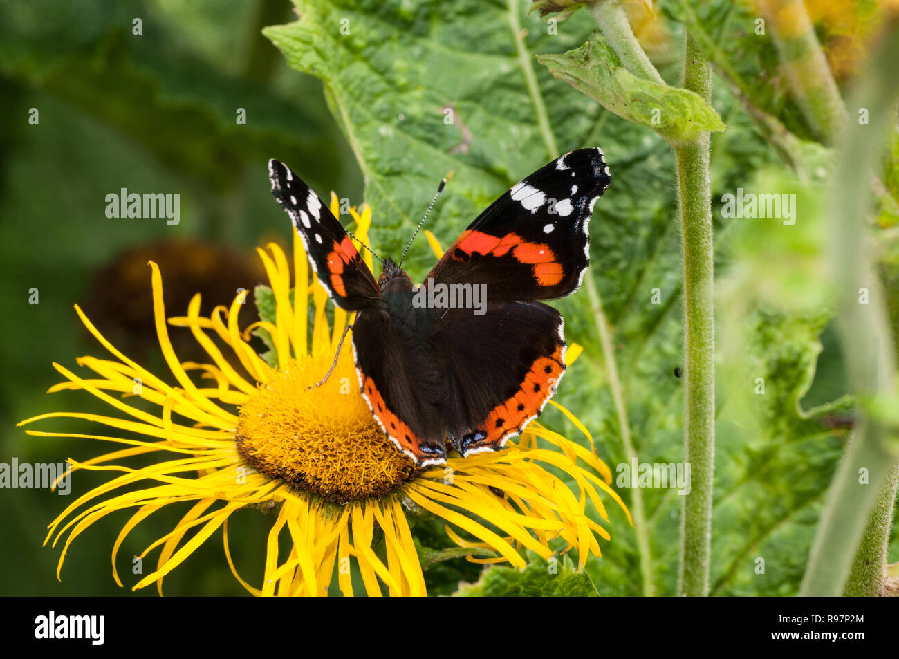 Red and yellow butterfly hi-res stock photography and images - Alamy