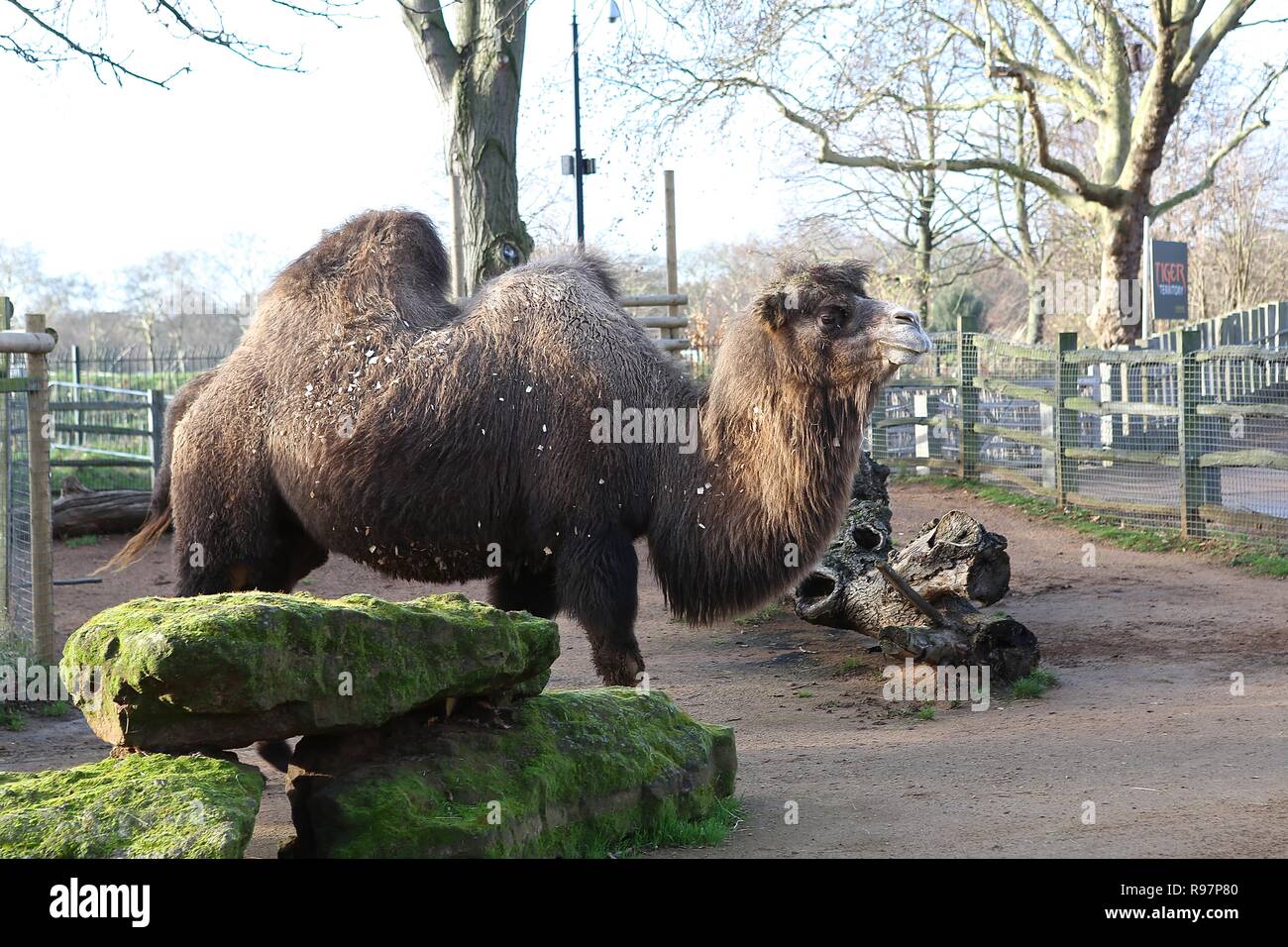 Animal Advent adventures at ZSL London Zoo Stock Photo - Alamy