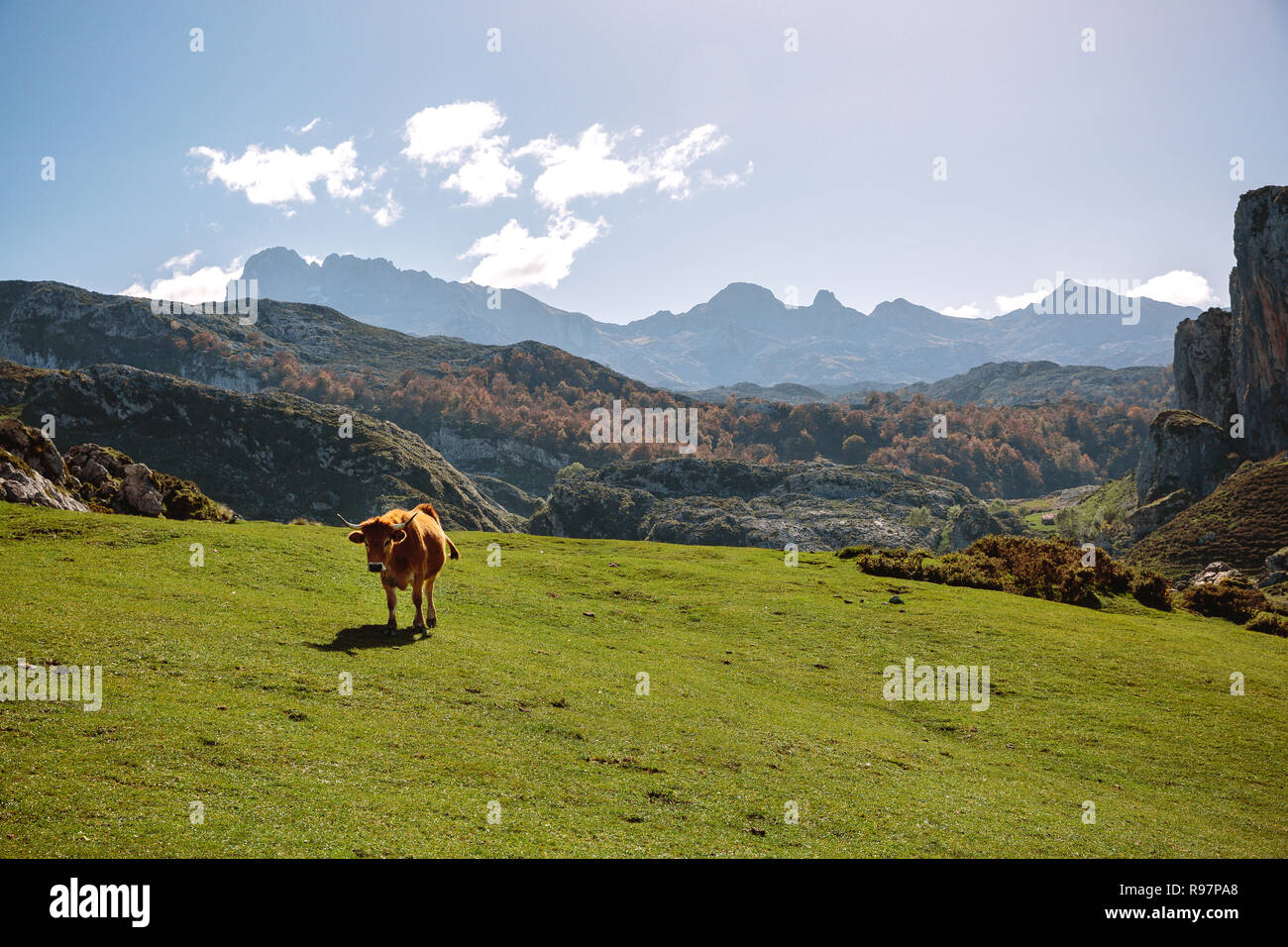 Leafy cow hi-res stock photography and images - Alamy