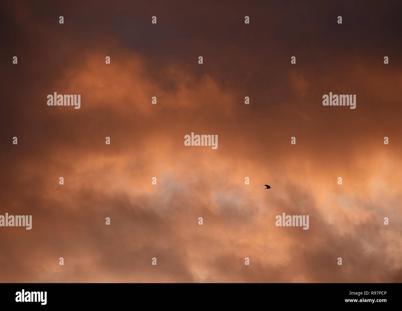 Flying Solo High Resolution Stock Photography and Images - Alamy