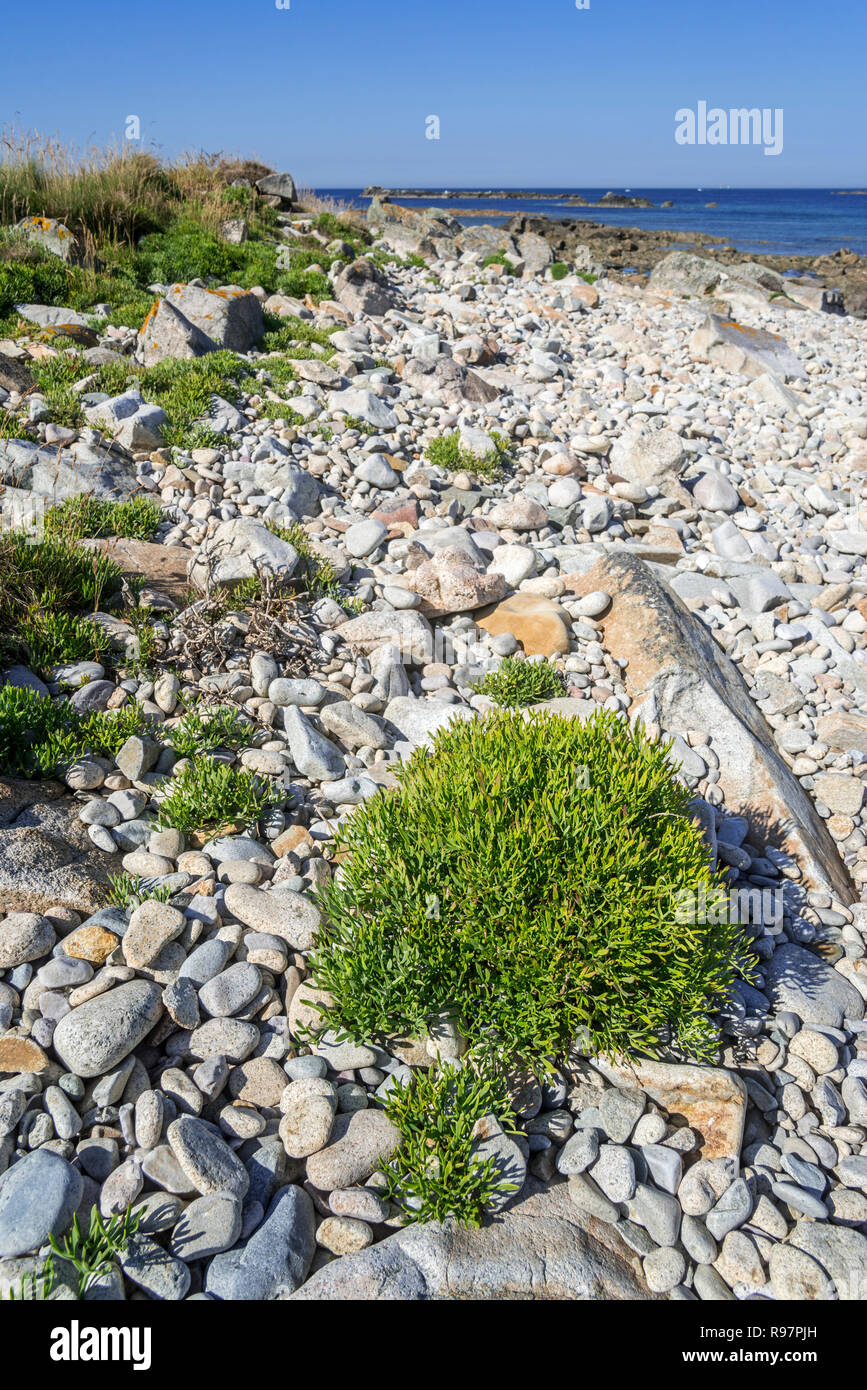 Rock samphire / sea fennel (Crithmum maritimum) growing on pebbled ...