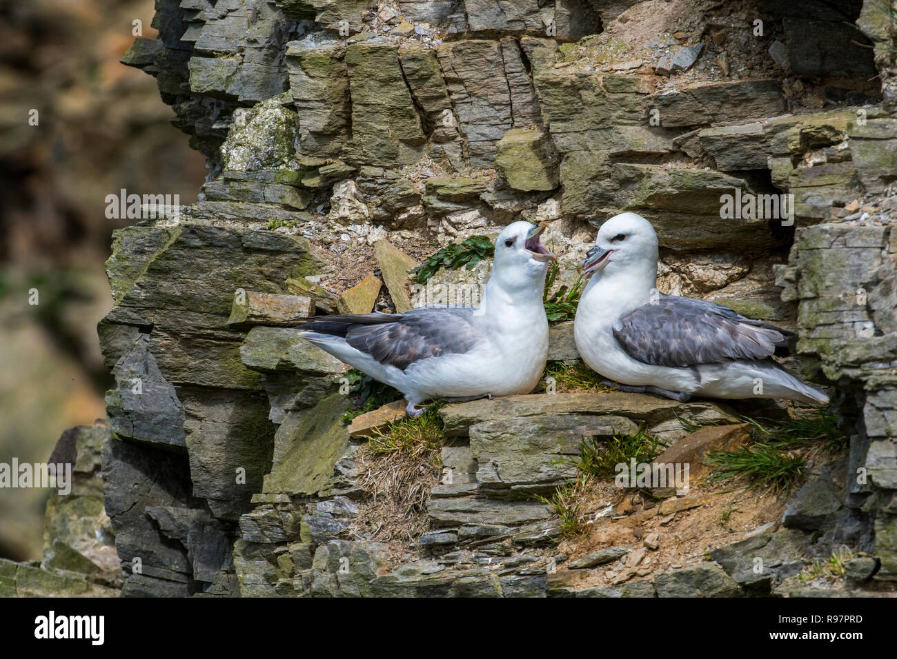 Northern fulmars / Arctic fulmar pair (Fulmarus glacialis) nesting on ...