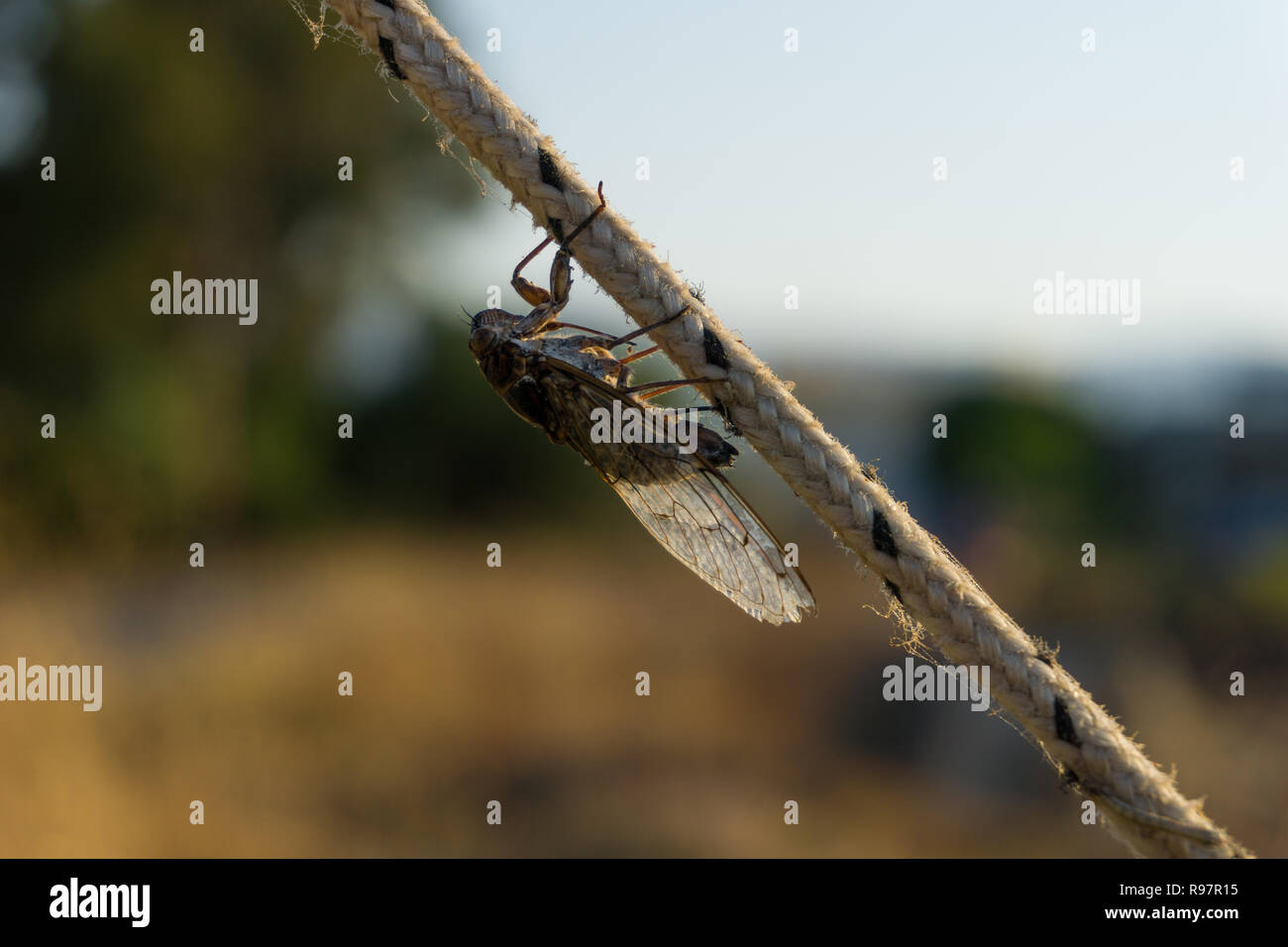 Cicada wings hi-res stock photography and images - Alamy