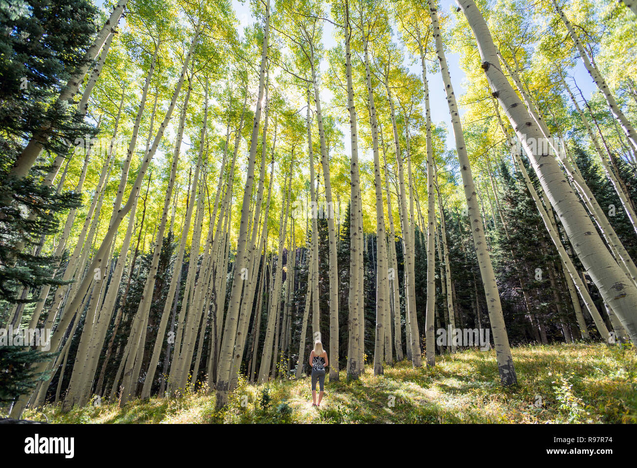 Looking up tall aspen trees hi-res stock photography and images - Alamy