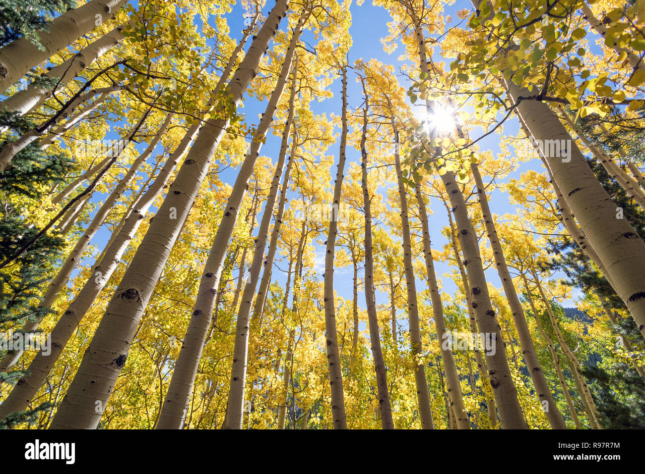 Aspens trees autumn foliage glowing yellow golden colorful color hi-res ...