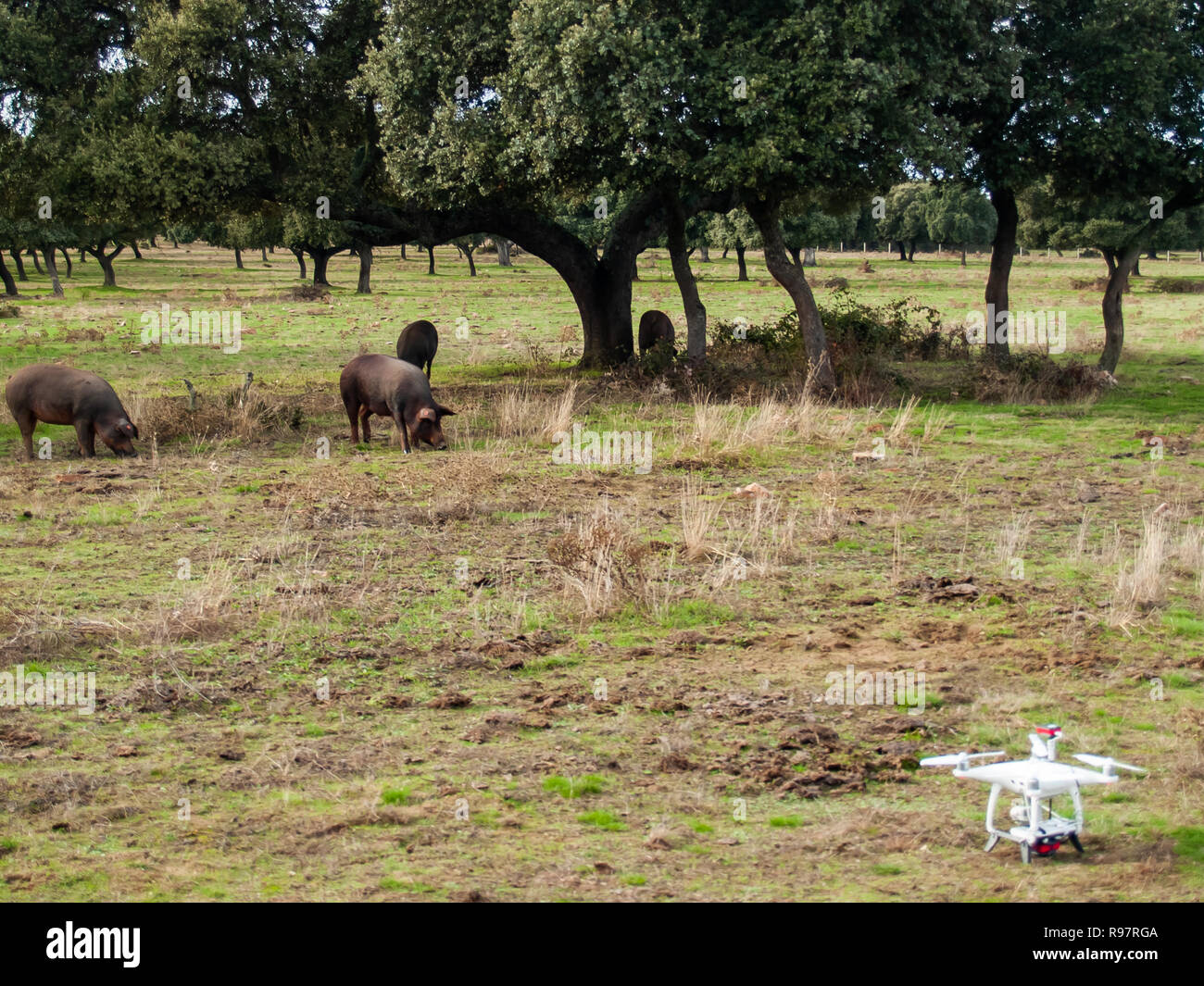 A drone in the dehesa next to Iberian pigs in Spain Stock Photo - Alamy
