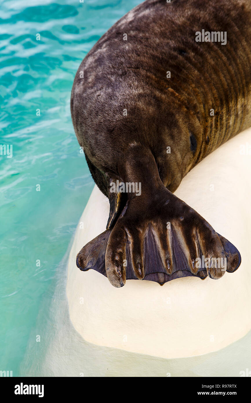 seal tail resting Stock Photo - Alamy