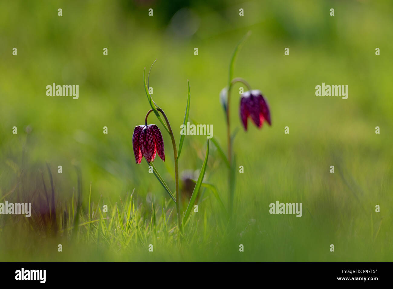 couple of peat bog Stock Photo - Alamy