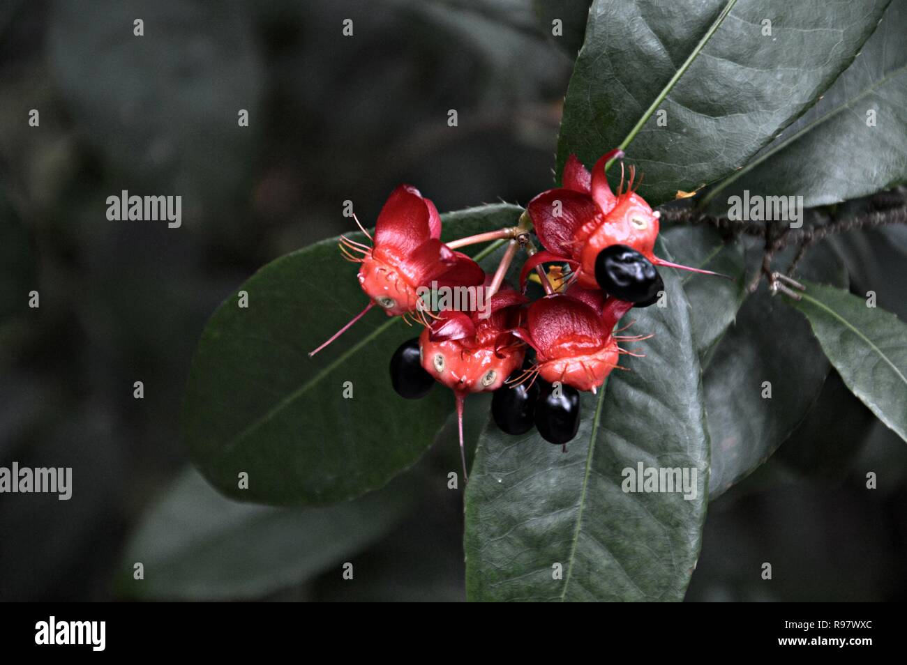 Mickey mouse plant hi-res stock photography and images - Alamy