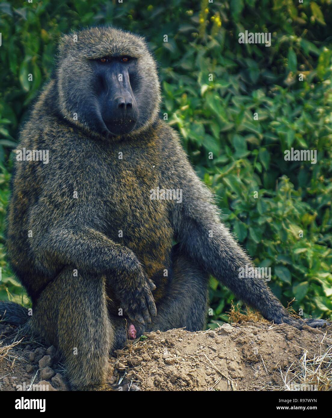 Male baboon hi-res stock photography and images - Alamy