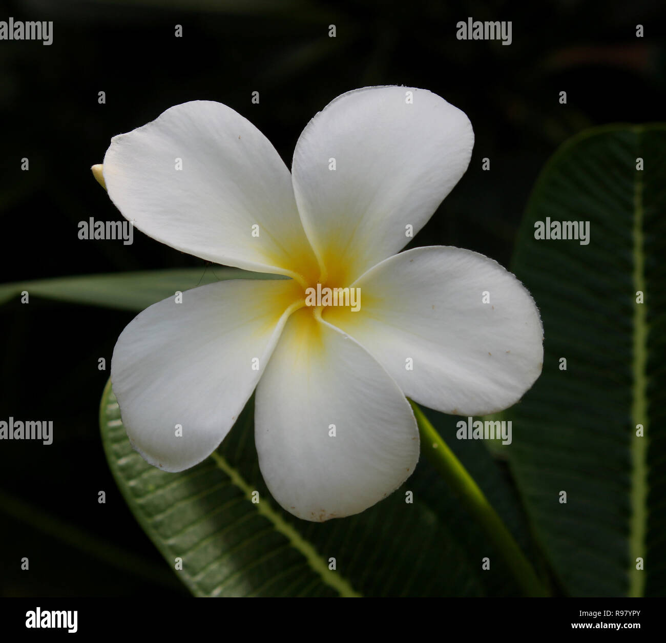 Frangipane tree hi-res stock photography and images - Alamy