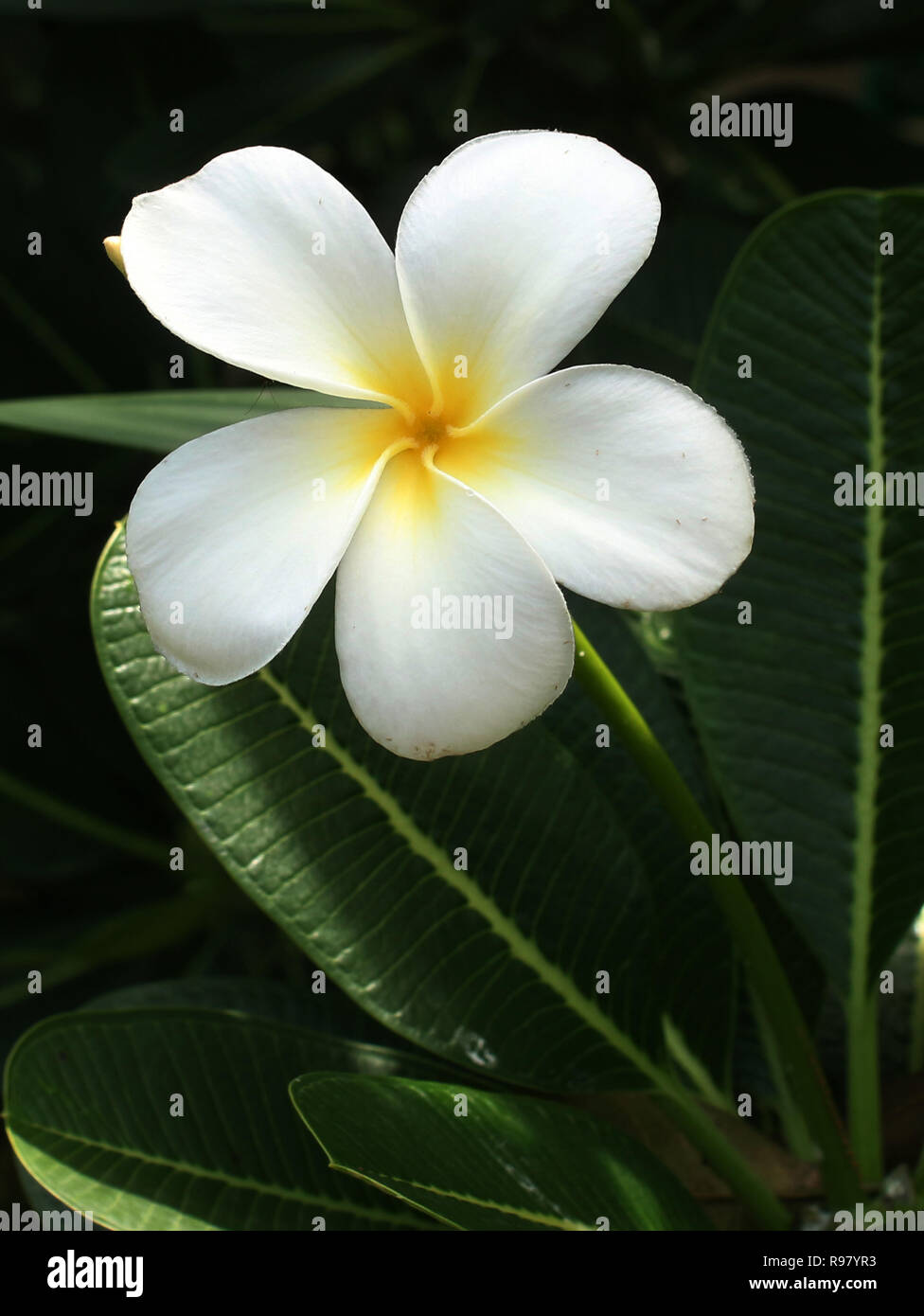 Frangipane tree hi-res stock photography and images - Alamy