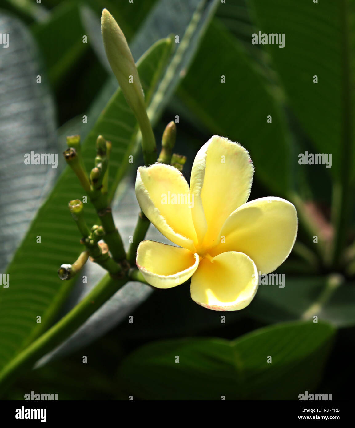 A yellow frangipane tree ( Plumeria alba Stock Photo - Alamy