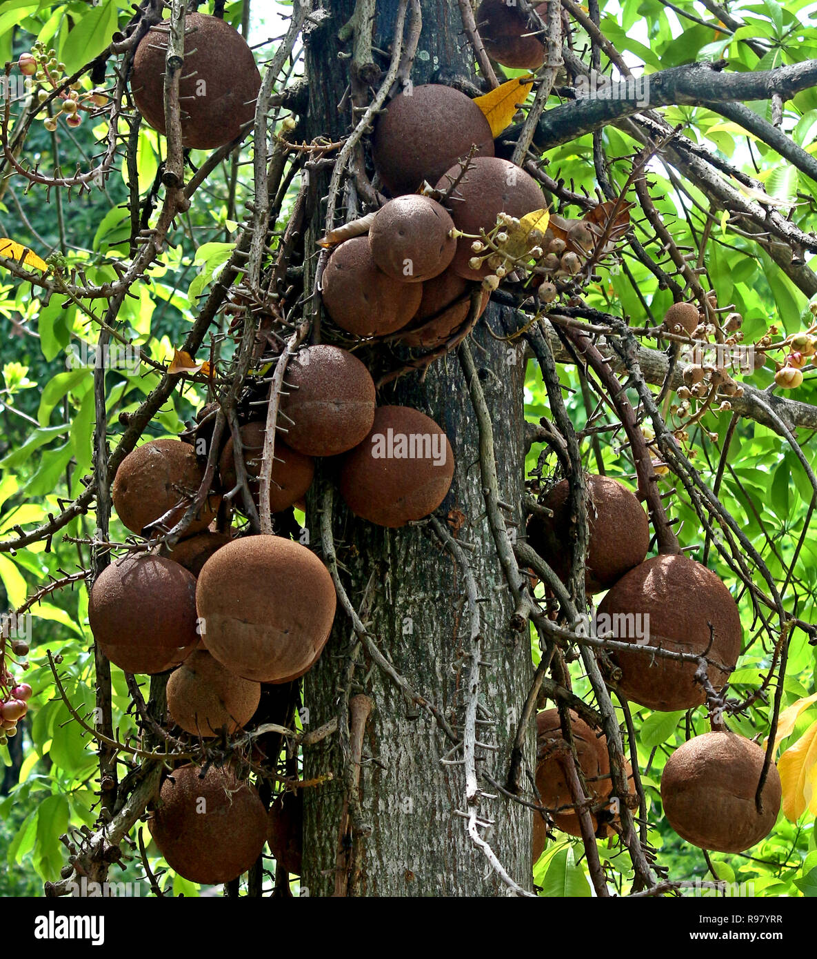 Cannon ball fruits hi-res stock photography and images - Alamy