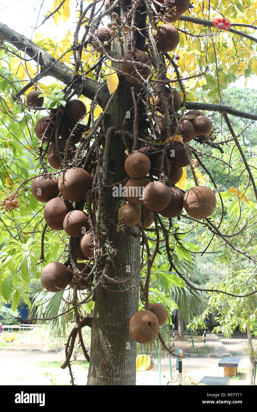 Cannonball tree fruits hi-res stock photography and images - Alamy