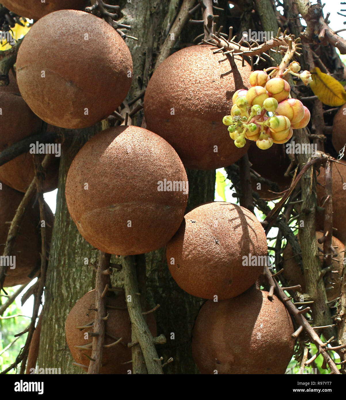 Cannonball Tree Fruit High Resolution Stock Photography and Images - Alamy