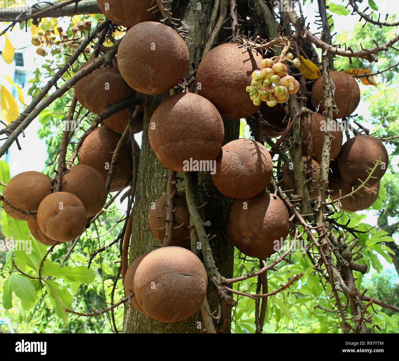 Cannon ball fruits hi-res stock photography and images - Alamy