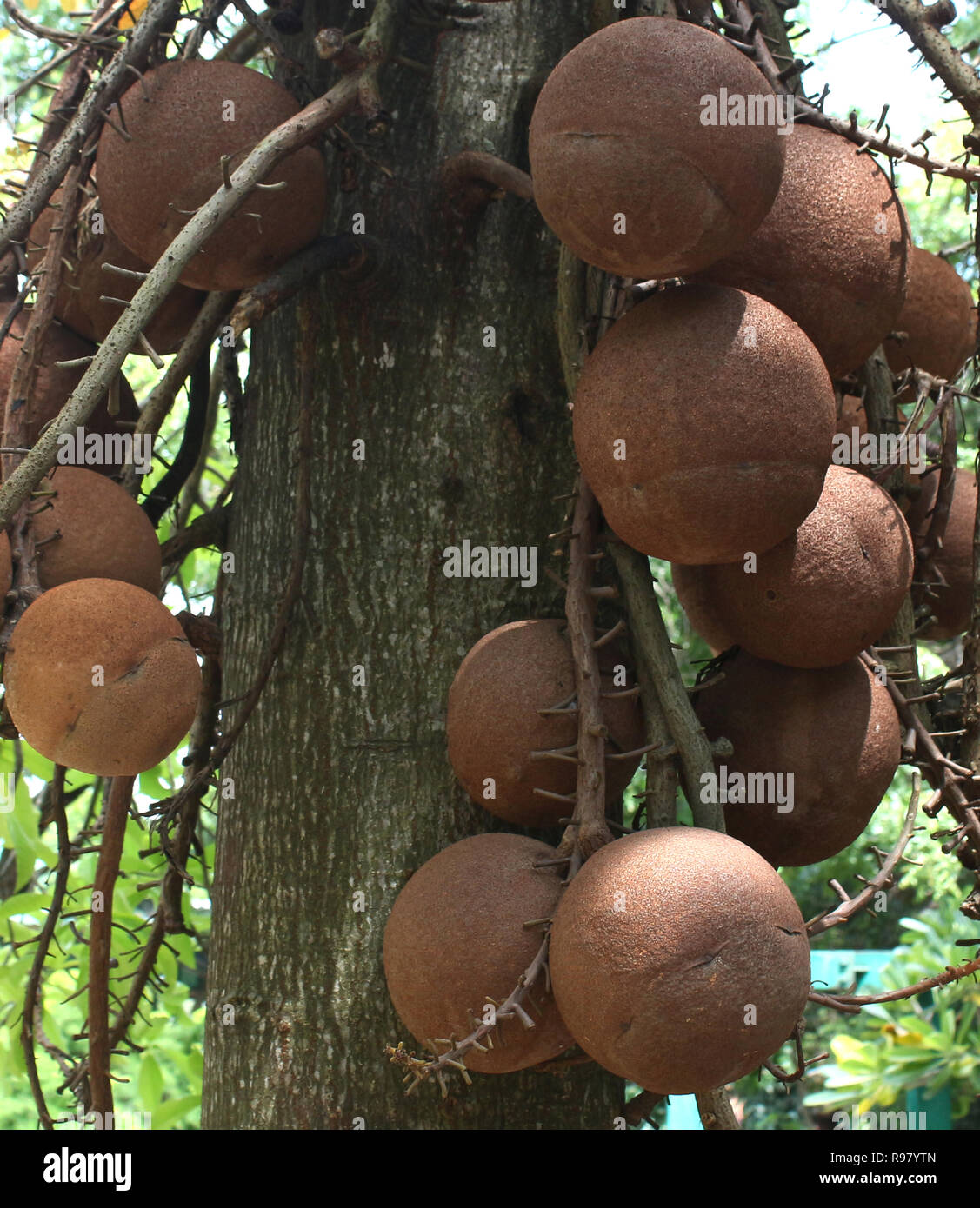 Cannon ball fruits hi-res stock photography and images - Alamy