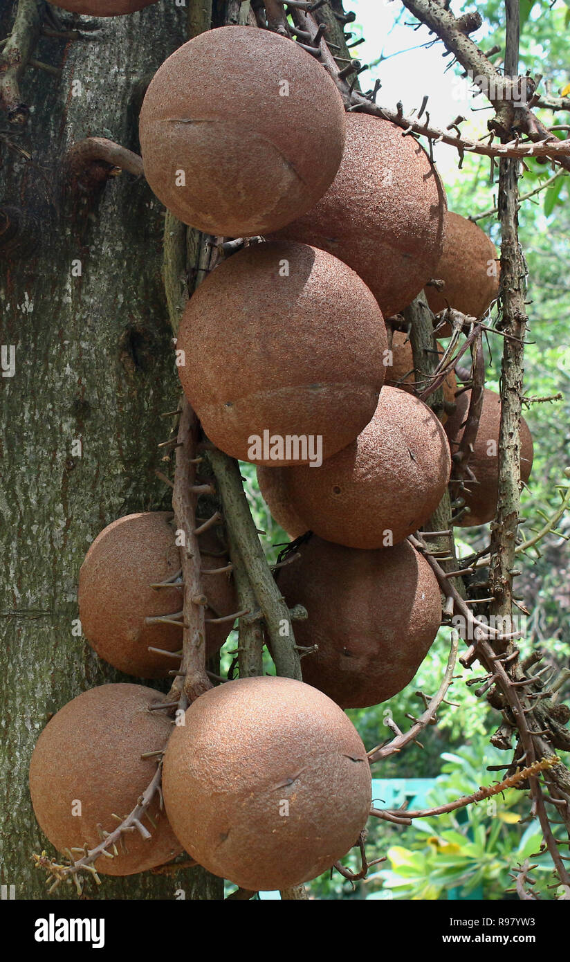 Fruit of the cannon ball tree hi-res stock photography and images - Alamy