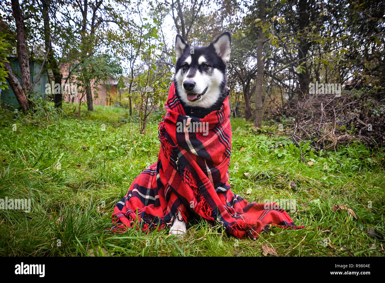 Cute dog wrapped in plaid Stock Photo - Alamy
