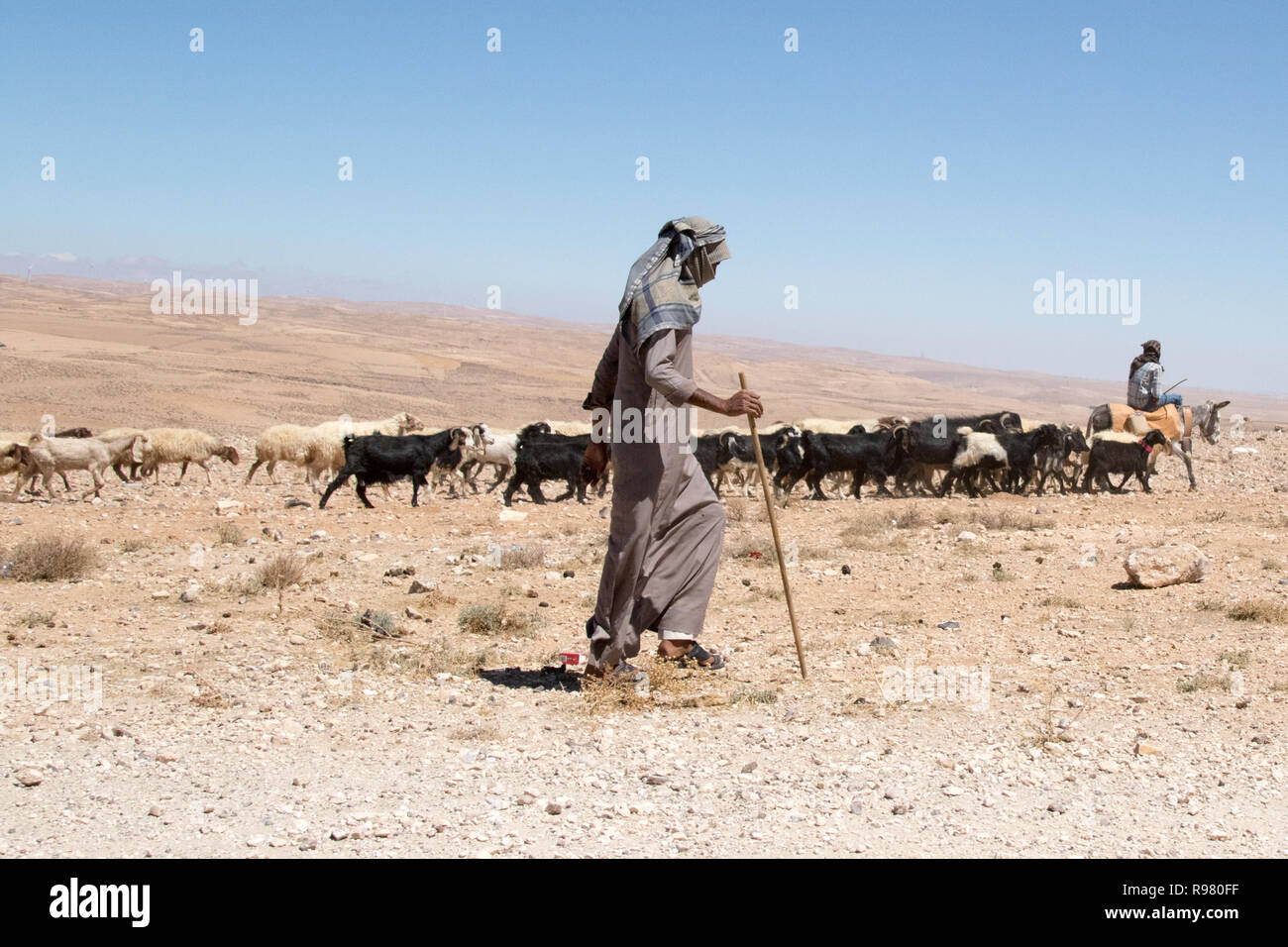 Sheep herding stick hi-res stock photography and images - Alamy