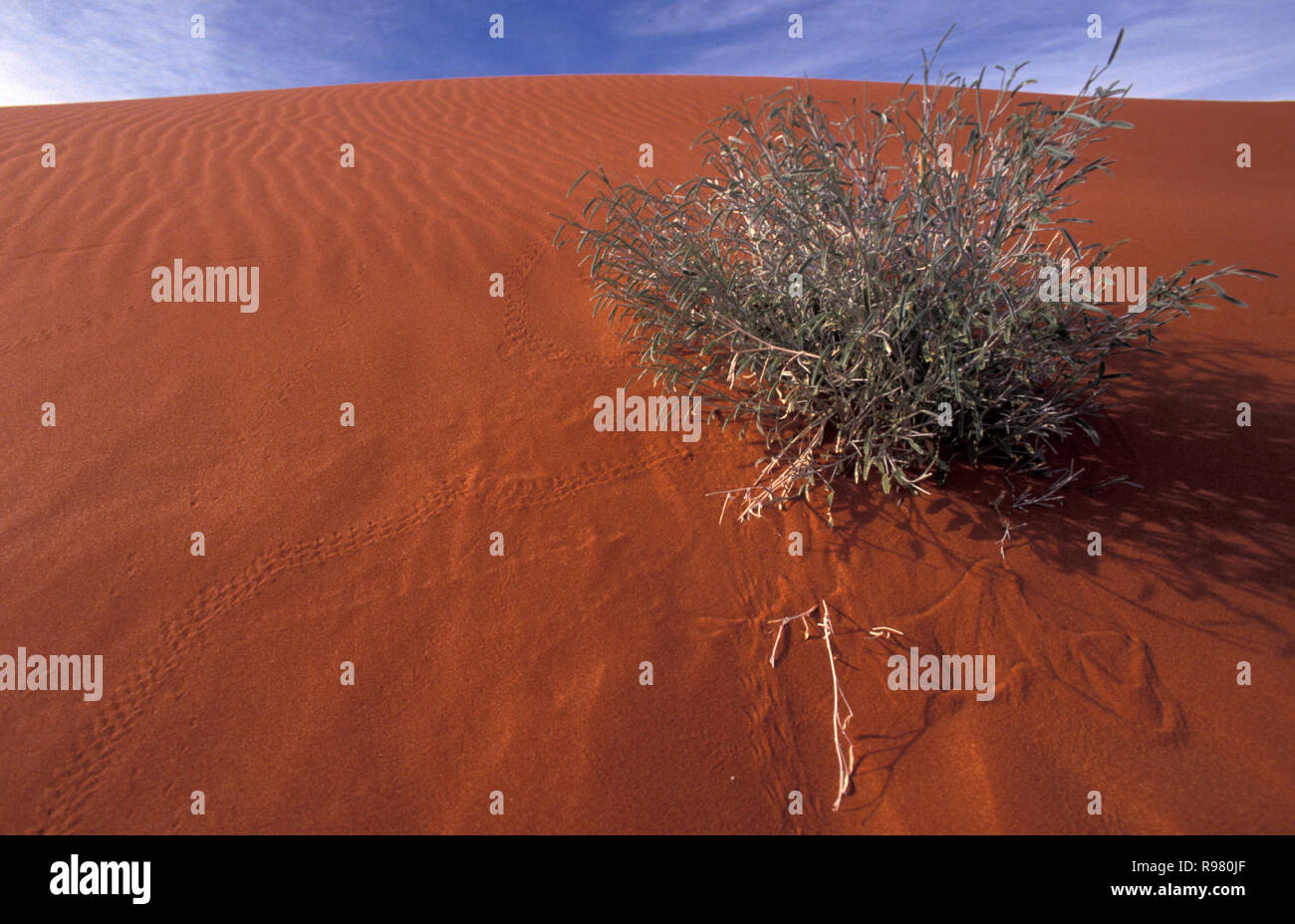 SAND DUNES AND VEGETATION IN THE MOOMBA GAS FIELDS, SOUTH AUSTRALIA ...