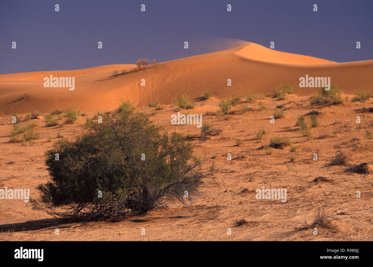 SAND DUNES IN THE MOOMBA GAS FIELDS, SOUTH AUSTRALIA Stock Photo - Alamy