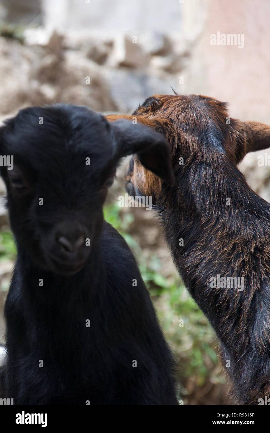 Two wild baby goats pass each other, their heads next to each other and ...