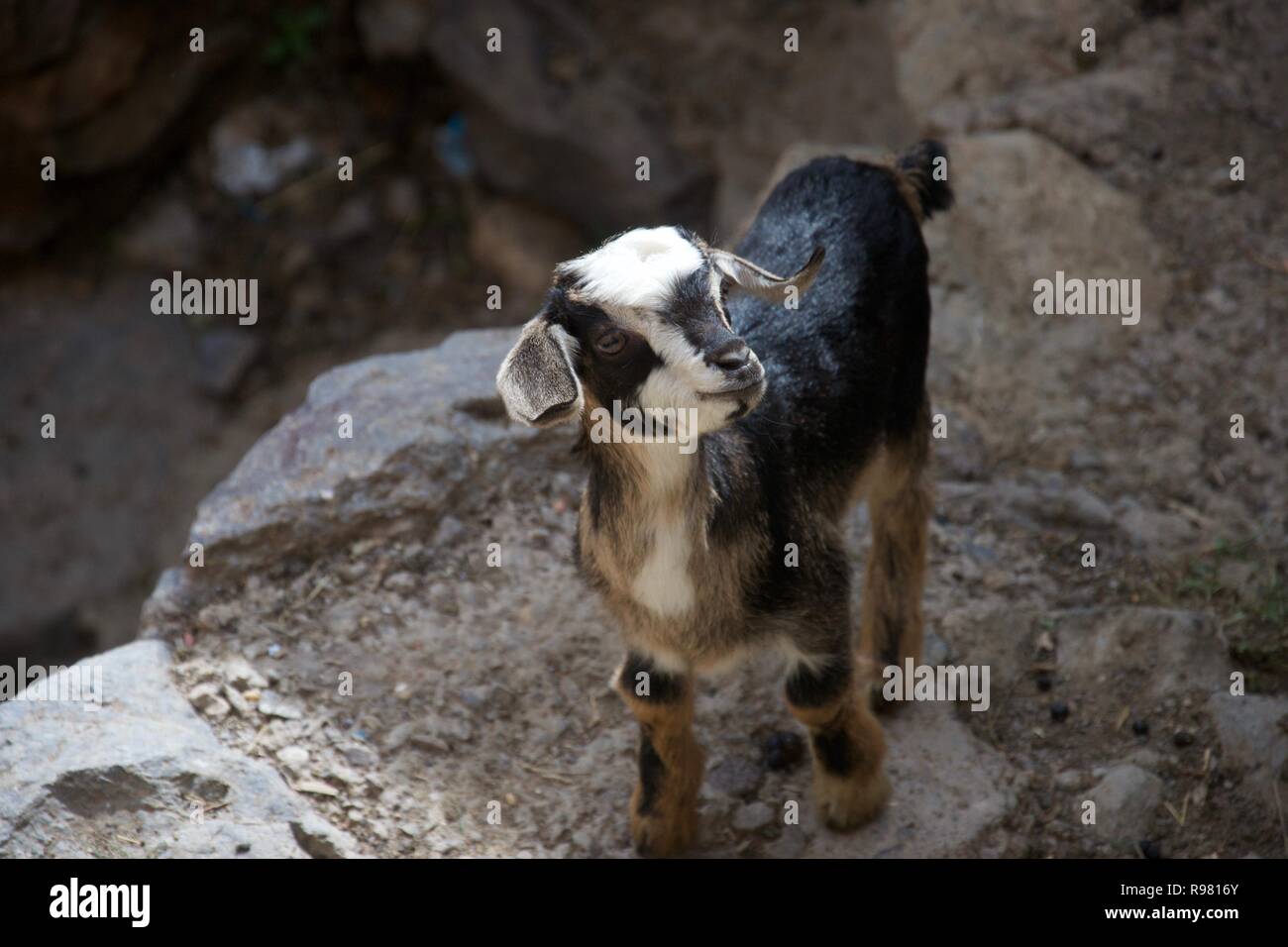Black neck goat hi-res stock photography and images - Alamy