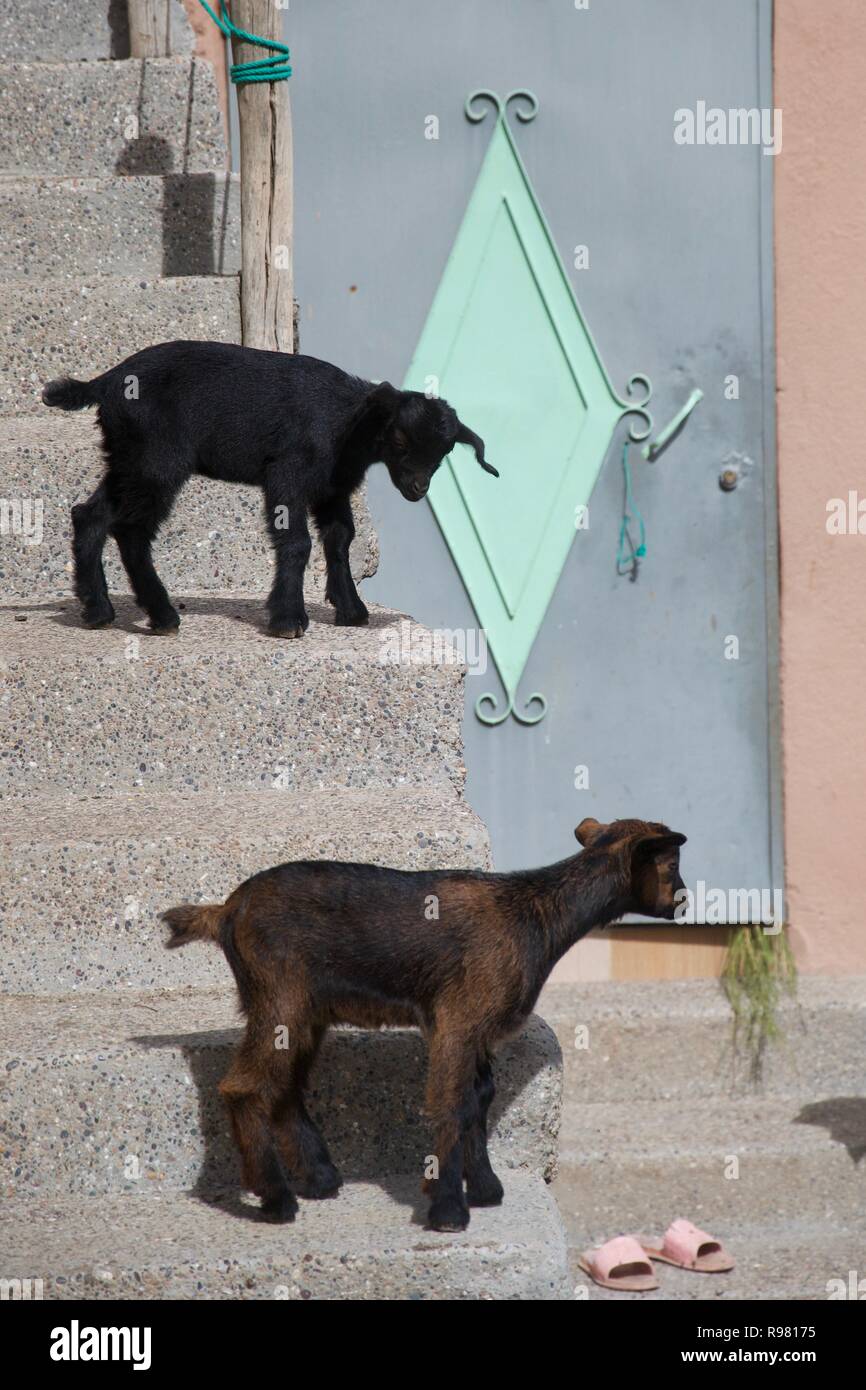Two baby goats wait on a staircase outside a pastel coloured door with ...