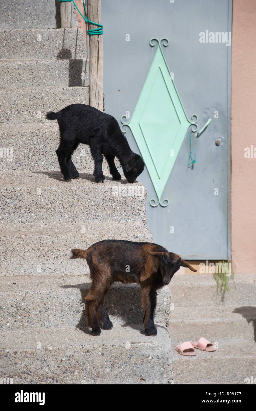 Two baby goats wait on a staircase outside a pastel coloured door with ...