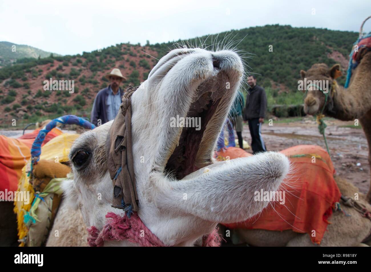 Camel with open mouth hi-res stock photography and images - Alamy