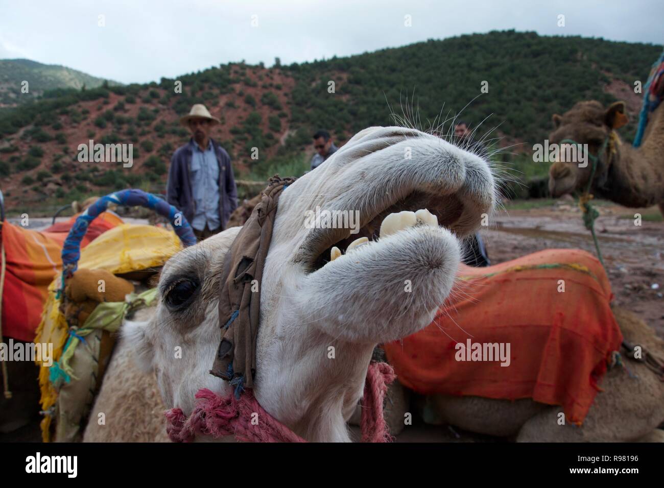 Camel teeth hi-res stock photography and images - Alamy