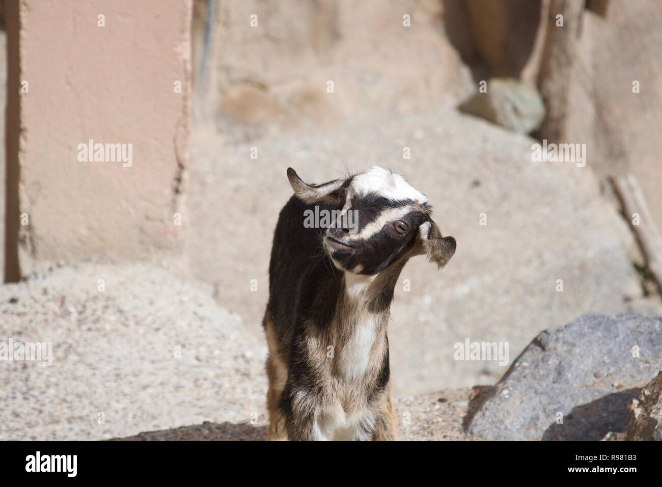 Small young goat in a stoney urban environment looks perkily at the ...
