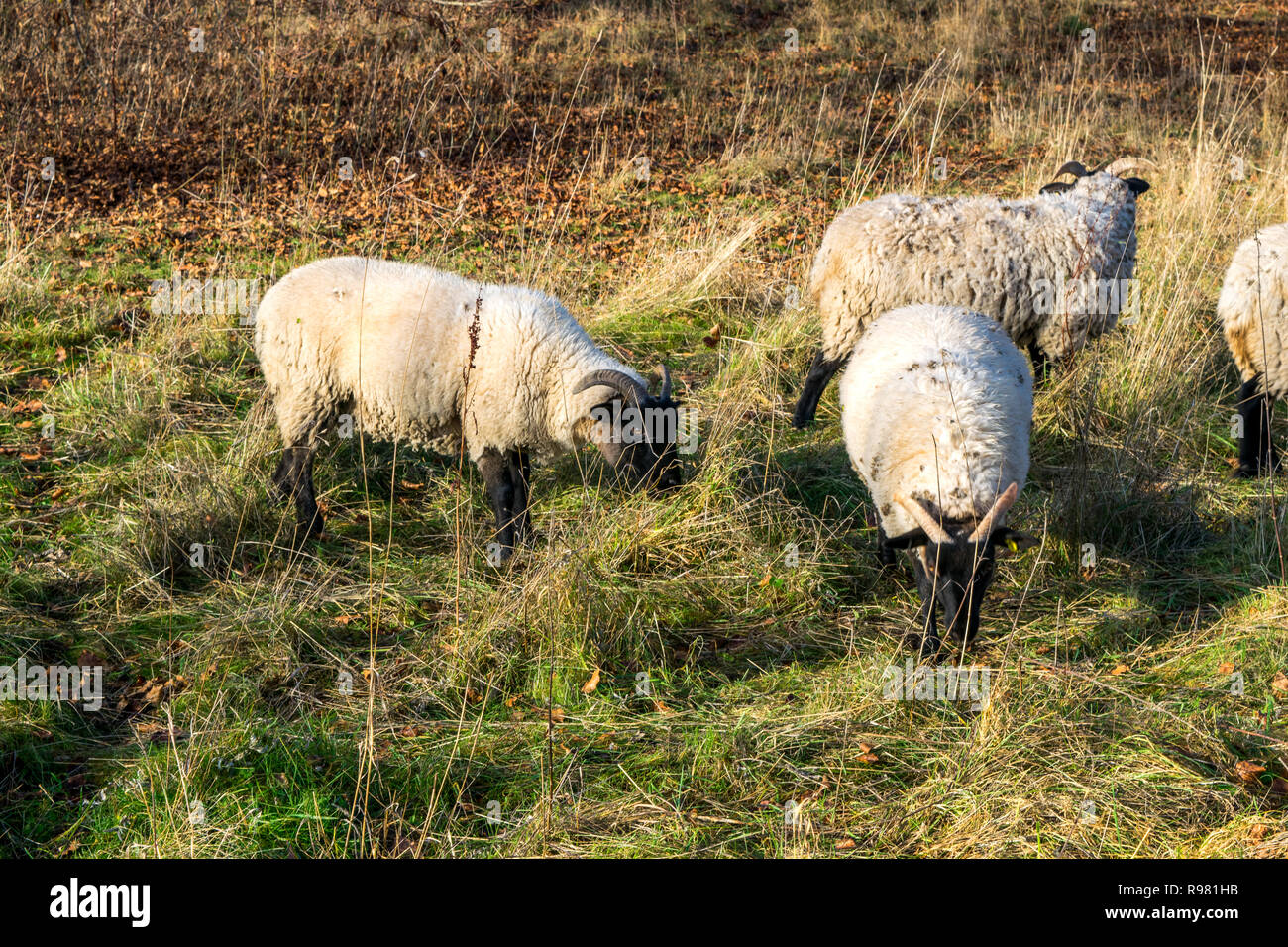 Cambridge sheep hi-res stock photography and images - Alamy