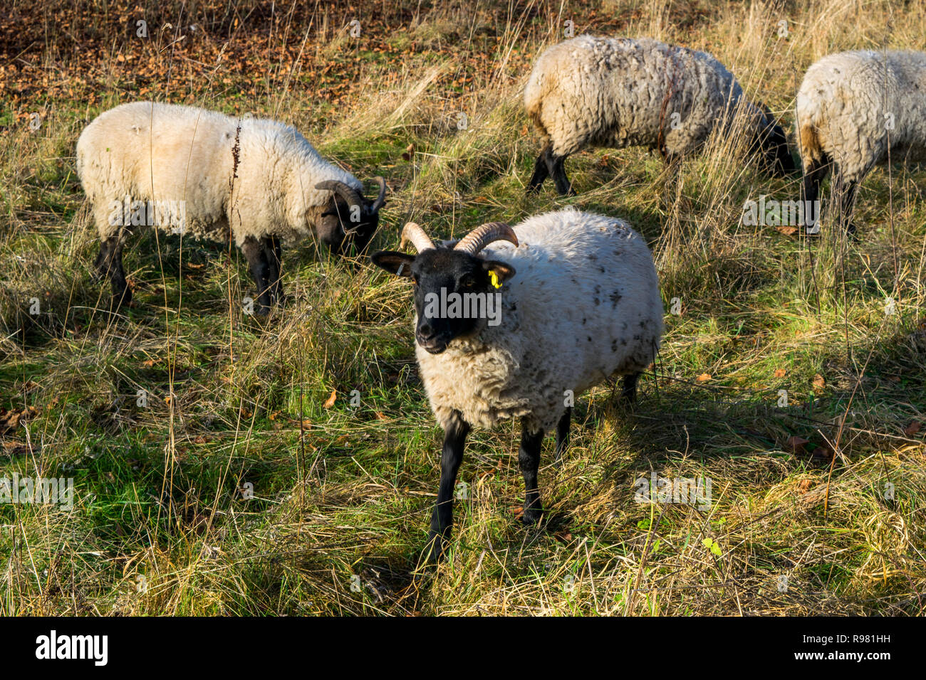 Norfolk horn sheep hi-res stock photography and images - Alamy