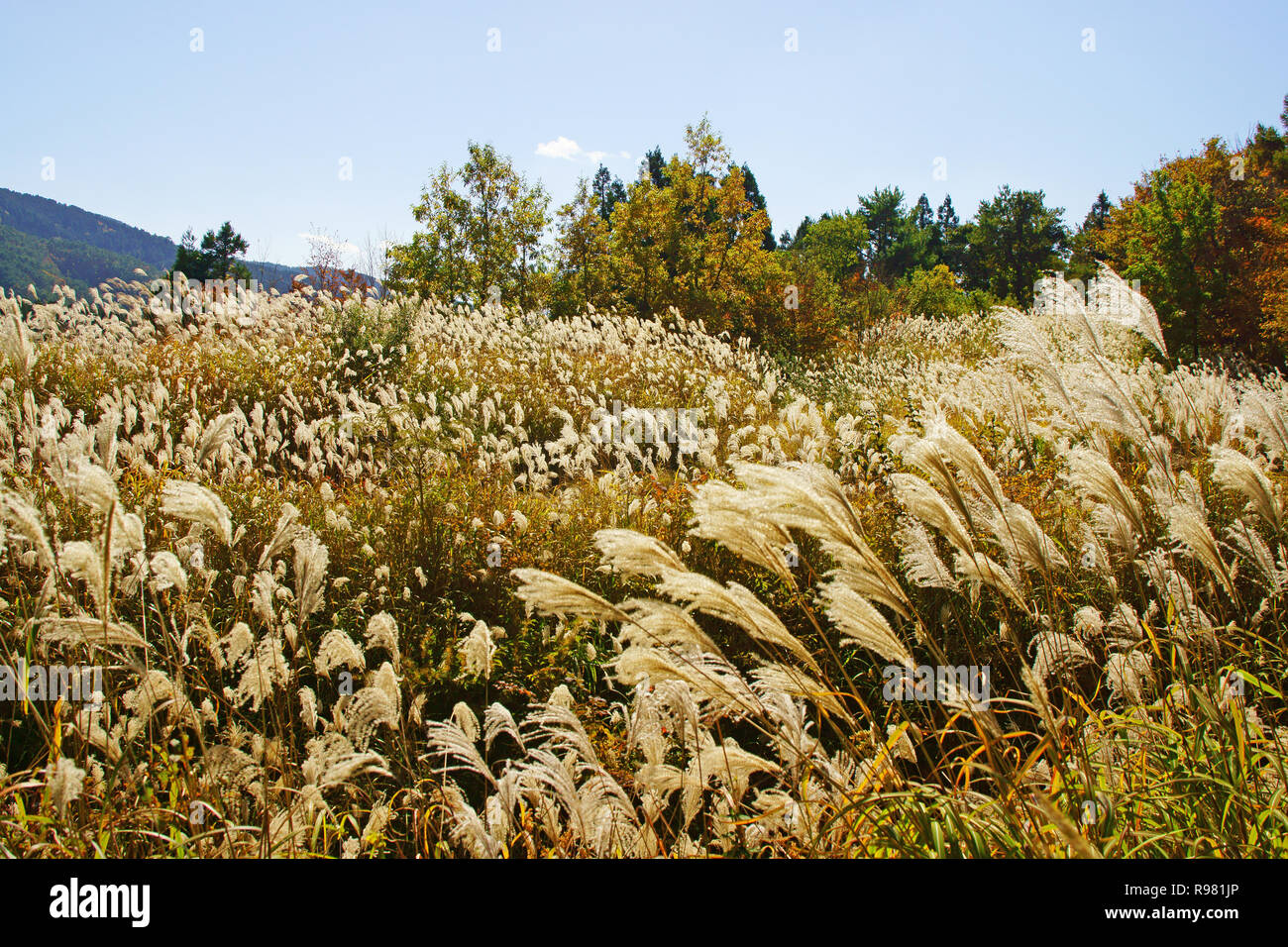 Field of Japanese Grass (Miscanthus Sinensis Stock Photo - Alamy