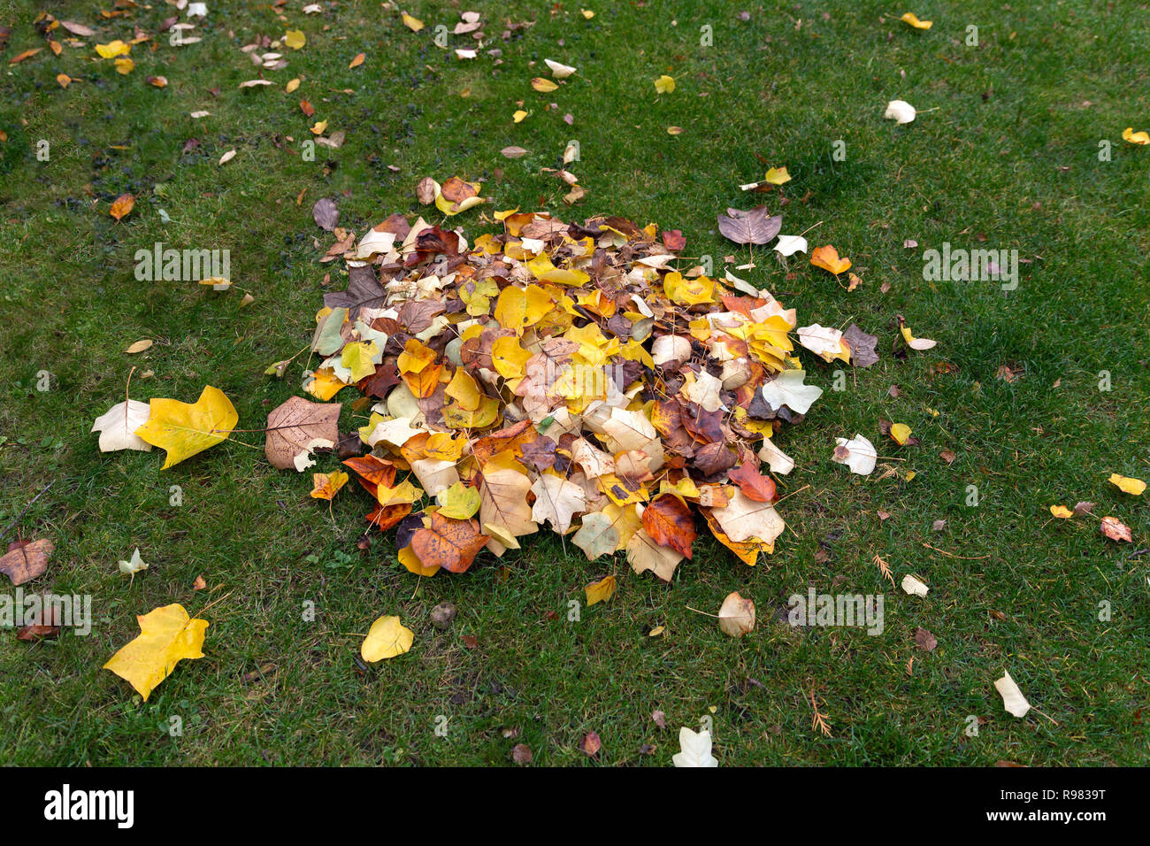 Colorful pile of autumn leaves Stock Photo - Alamy