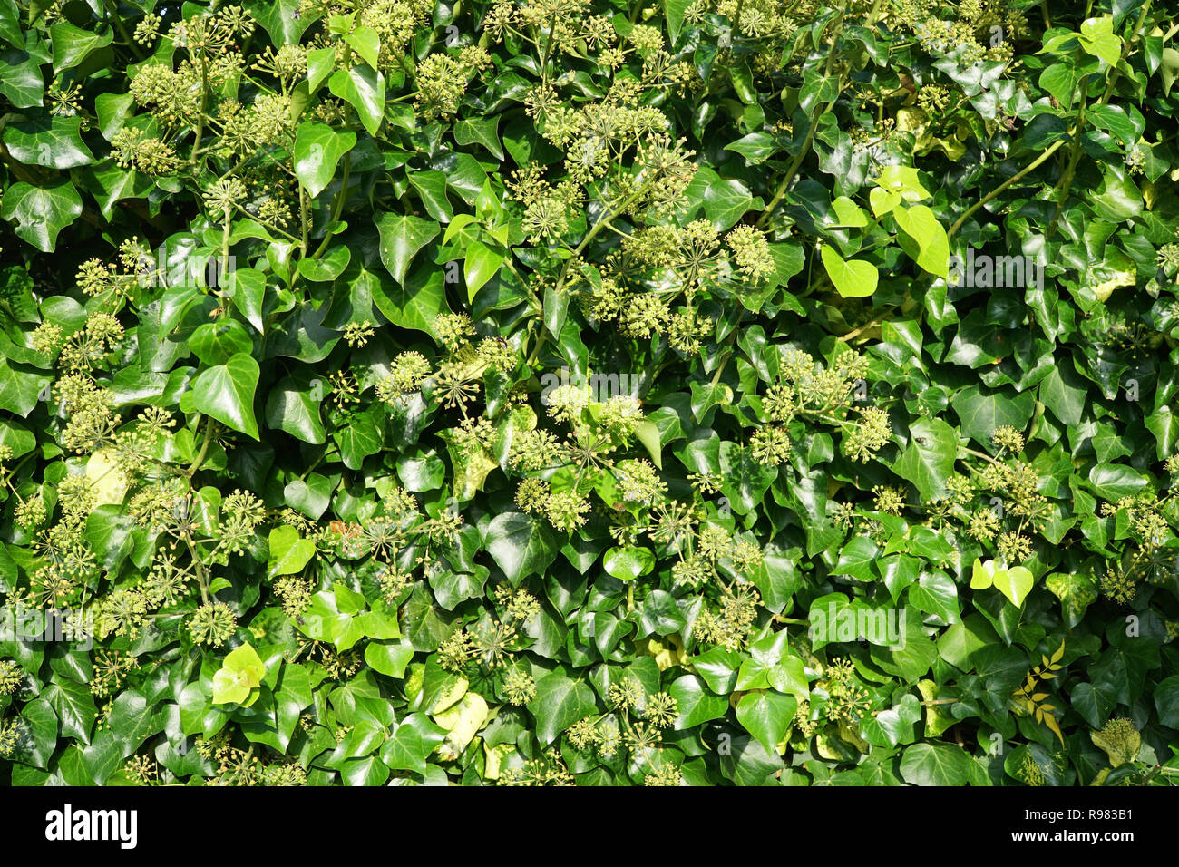 Ivy blooms hi-res stock photography and images - Alamy