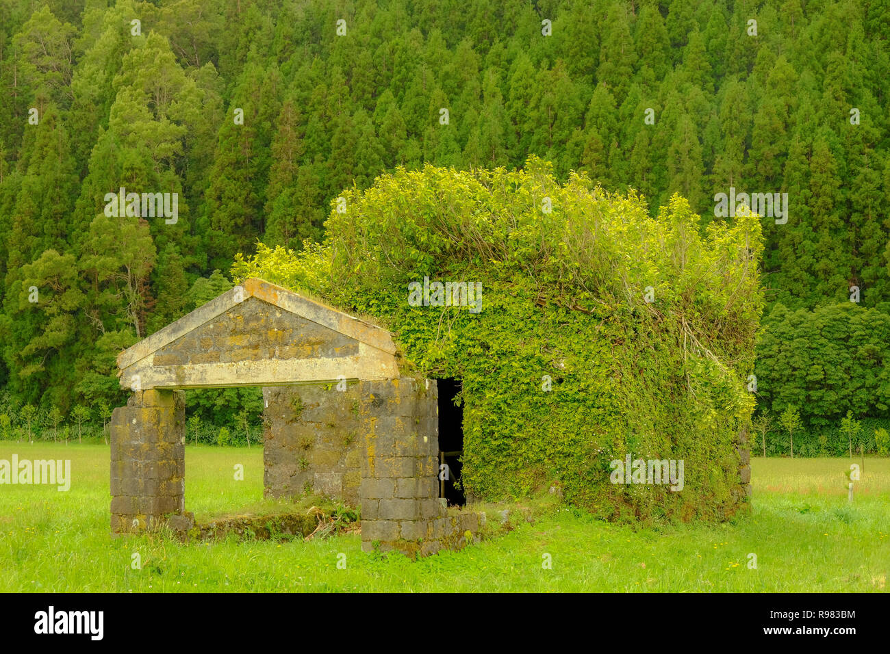 Rock farm shed in ruins being over grown by bushes, giving it the look ...