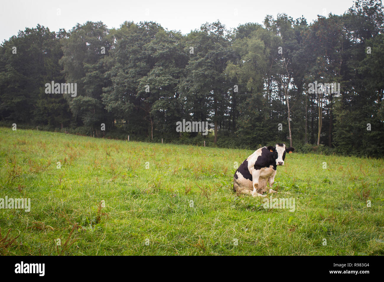 Cow sitting down hi-res stock photography and images - Alamy