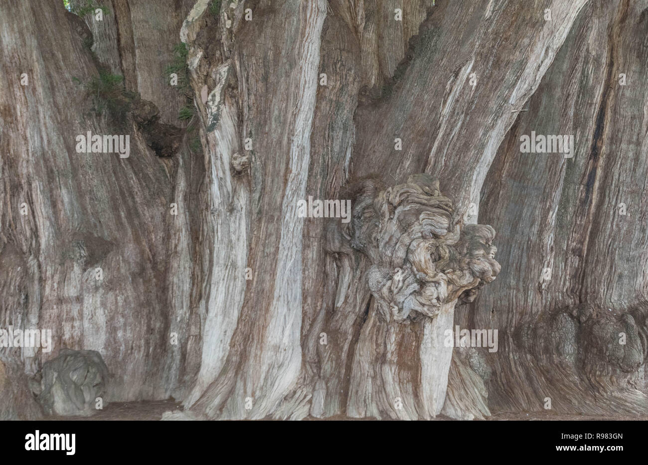 The tule tree hi-res stock photography and images - Alamy