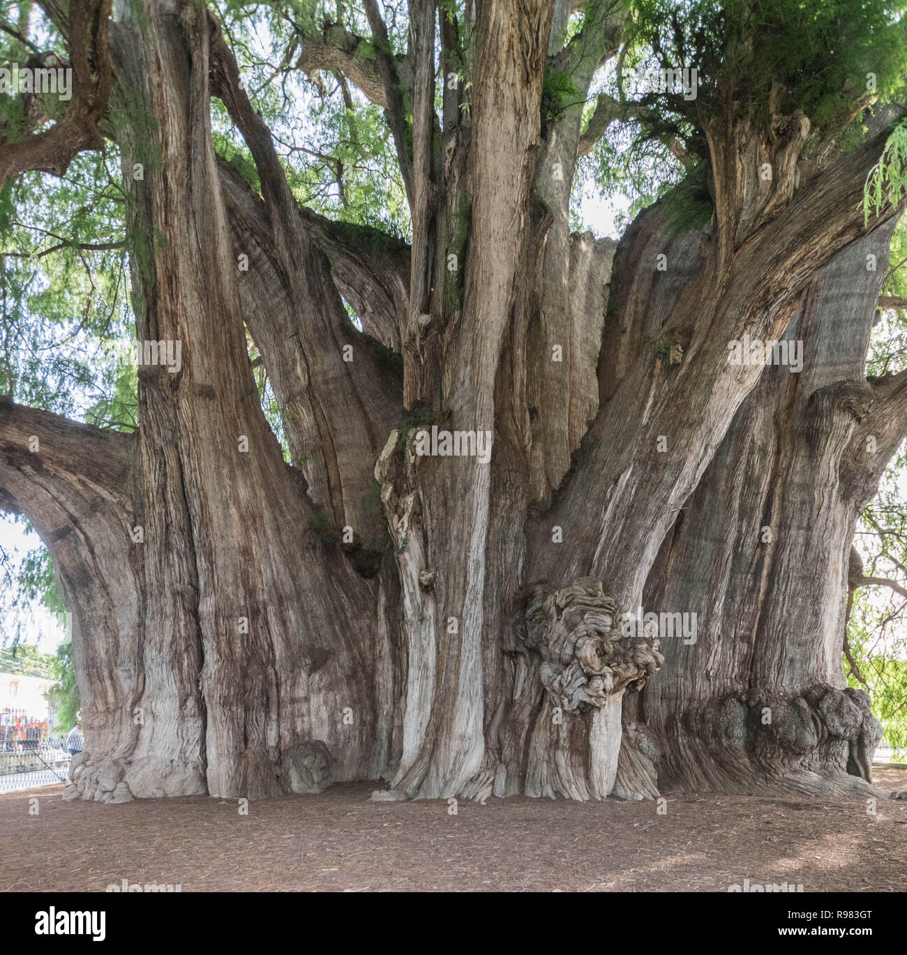 The tule tree hi-res stock photography and images - Alamy