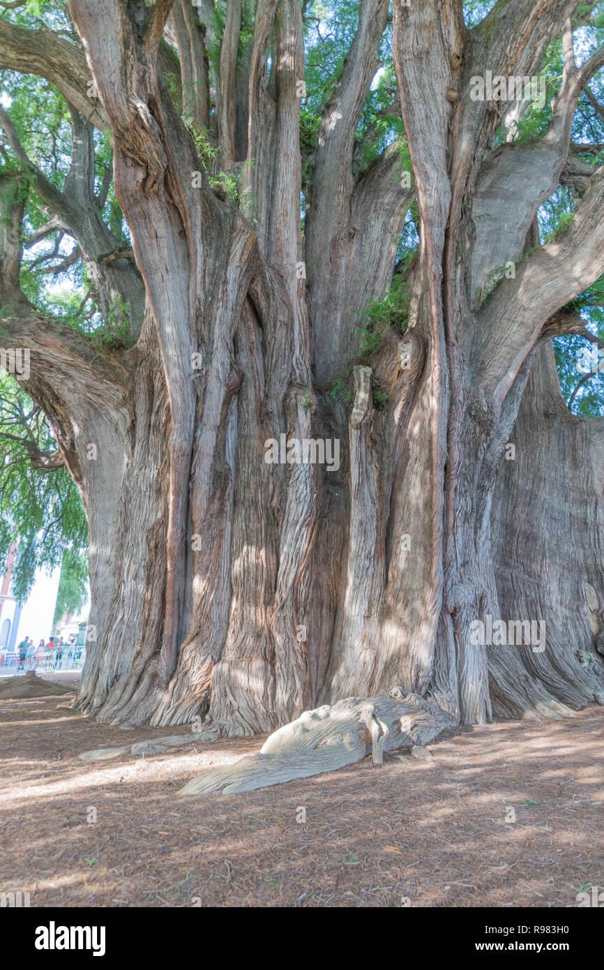 The tule tree hi-res stock photography and images - Alamy